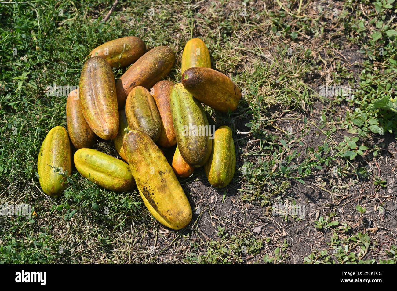 yellow large overripe cucumbers in the garden Stock Photo - Alamy