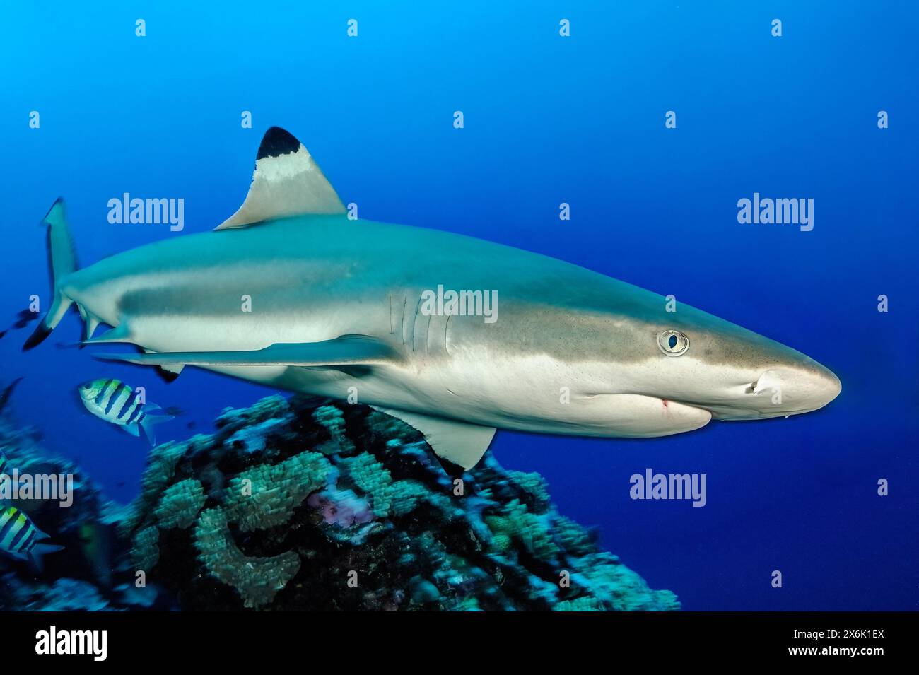 Blacktip reef shark hunt hi-res stock photography and images - Alamy