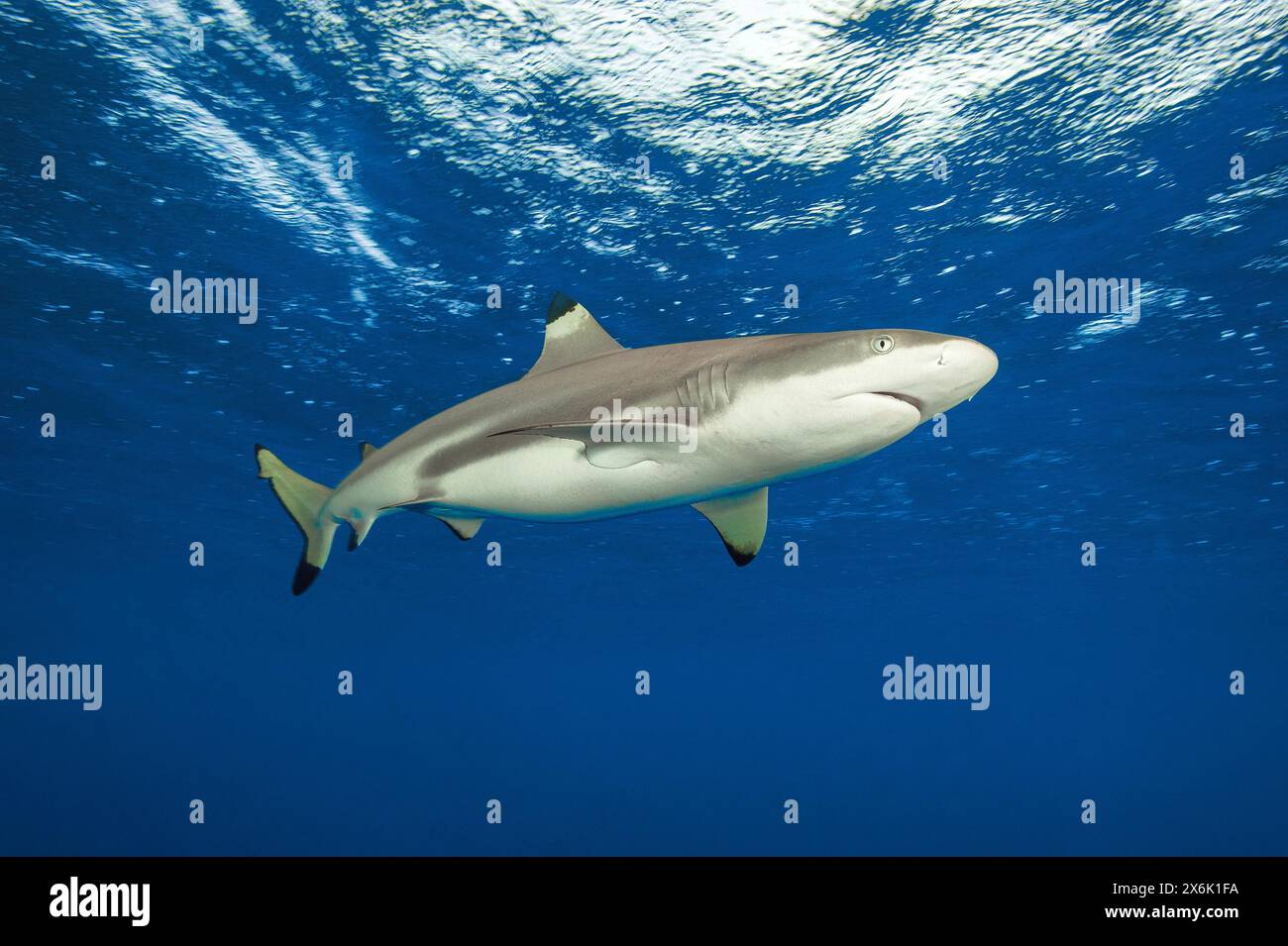 Blacktip reef shark (Carcharhinus melanopterus) Blacktip reef shark ...