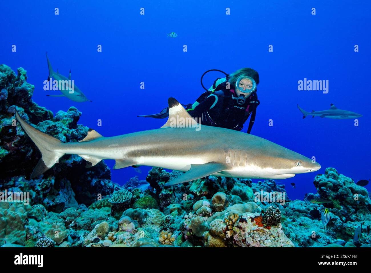 Diver watching blacktip reef shark (Carcharhinus melanopterus) at close range Blacktip reef ...