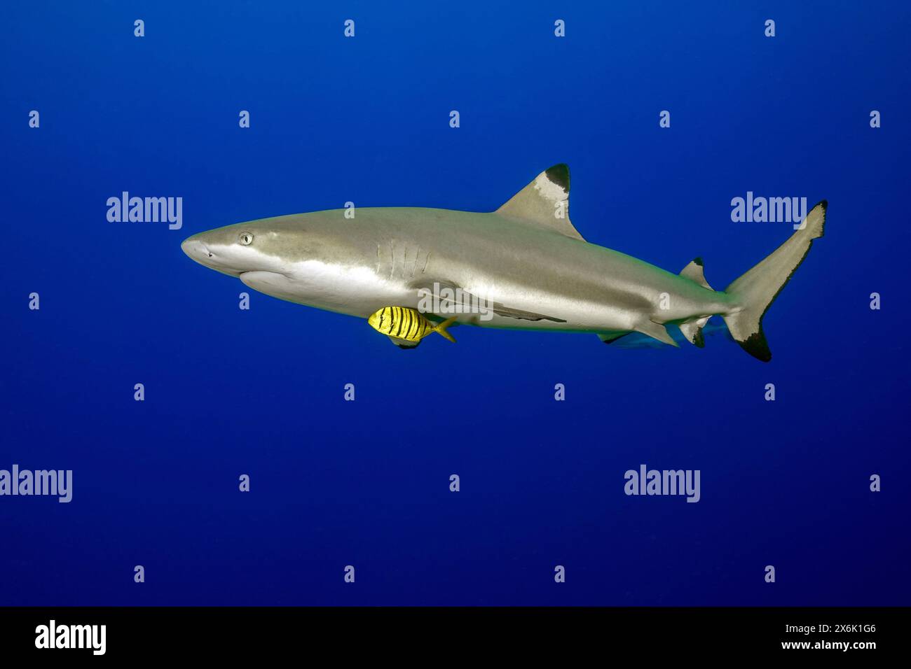 Pilotfish, Golden Trevally (Gnathanodon speciosus), swimming alongside ...