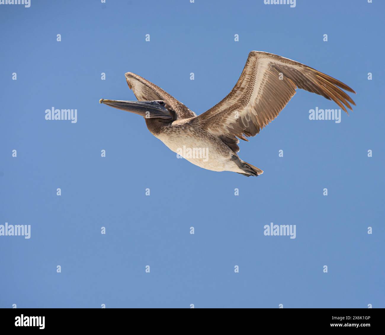 Pelican pelicans pier florida hi-res stock photography and images - Alamy