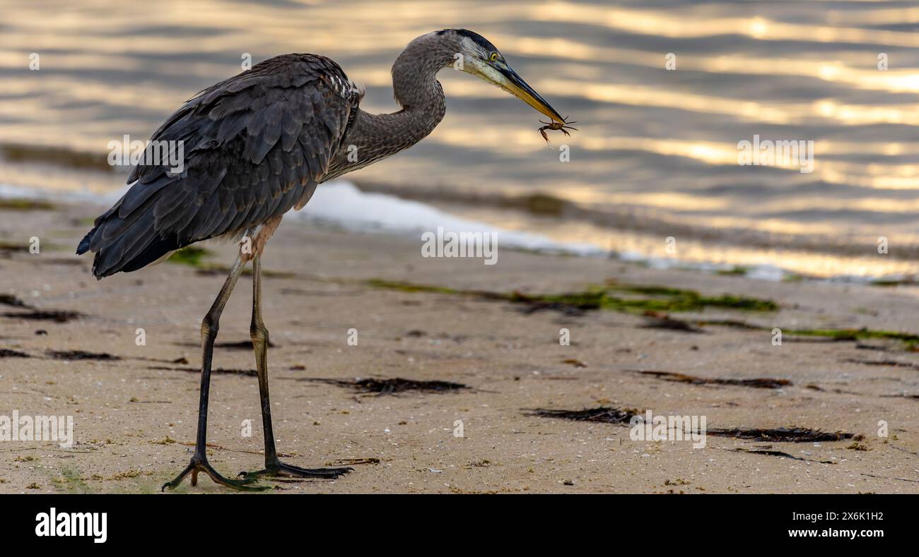 Great Blue Heron Feeding-Hunting Stock Photo - Alamy