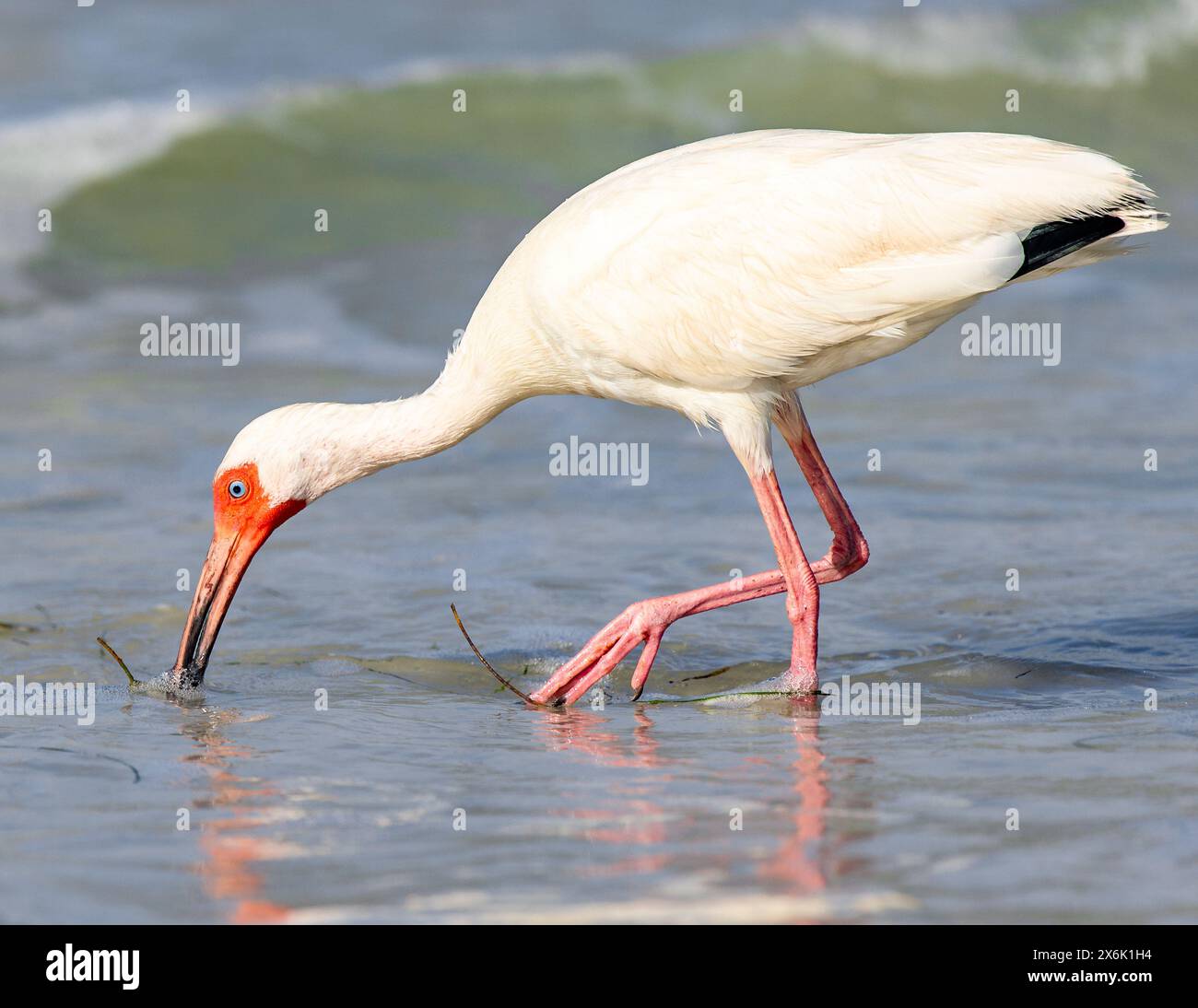 Ocean animals vector hi-res stock photography and images - Alamy