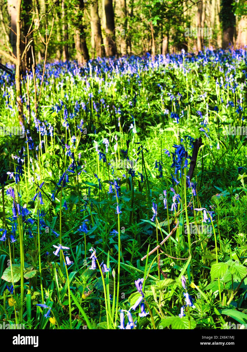 A Spring woodland with Bluebells and a path Stock Photo - Alamy