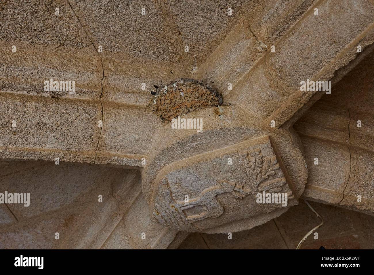 Relief on the corner of a building shows a deer under a tree, traces of ...