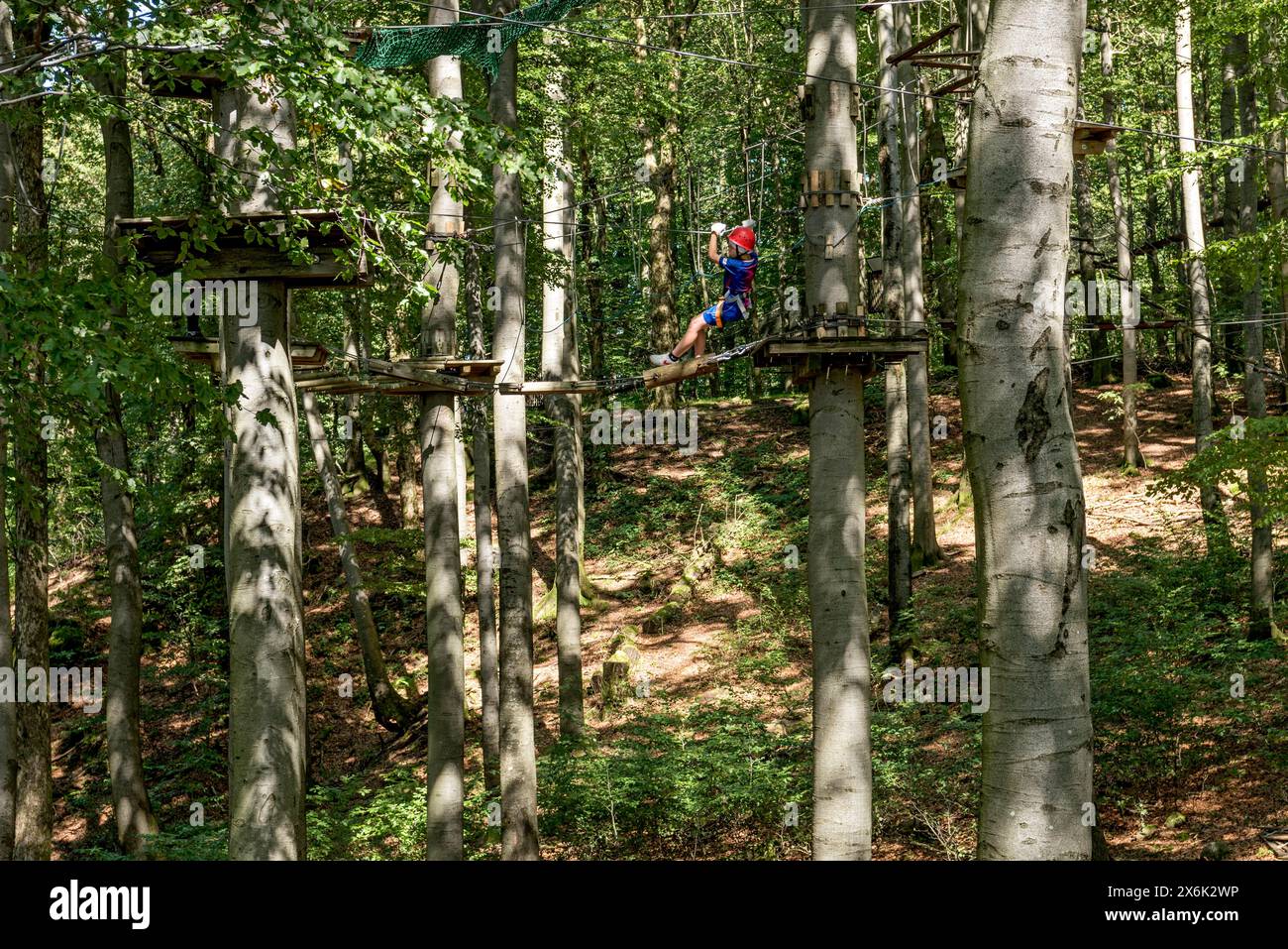Boy climbing in the climbing forest, platforms, ropes, rope ladders, suspension bridges, beech ...
