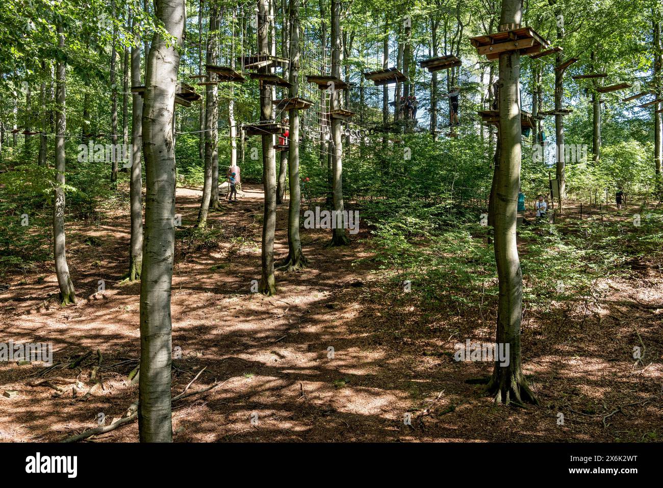 Platforms, ropes, rope ladders, suspension bridges, beech trees in the climbing forest, beech ...
