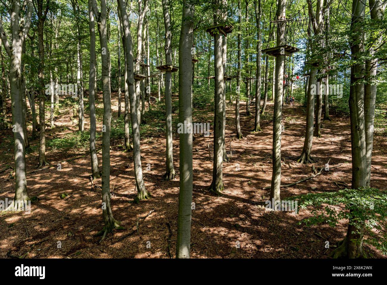 Platforms, ropes, rope ladders, suspension bridges, beech trees in the climbing forest, beech ...