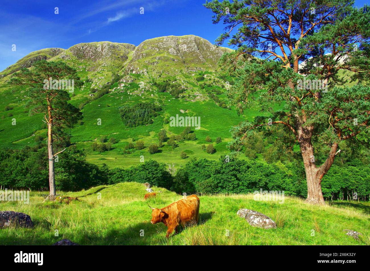 Highland cattle in a romantic, green landscape in Glen Nevis, Ben Nevis ...