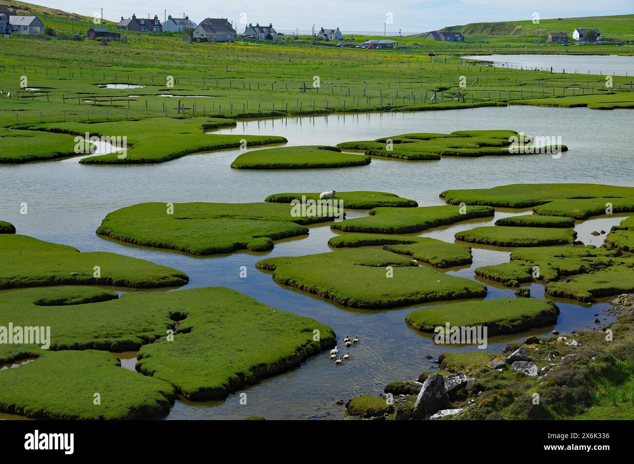 Small green islands in a vast tidal landscape, water birds, Isle of ...