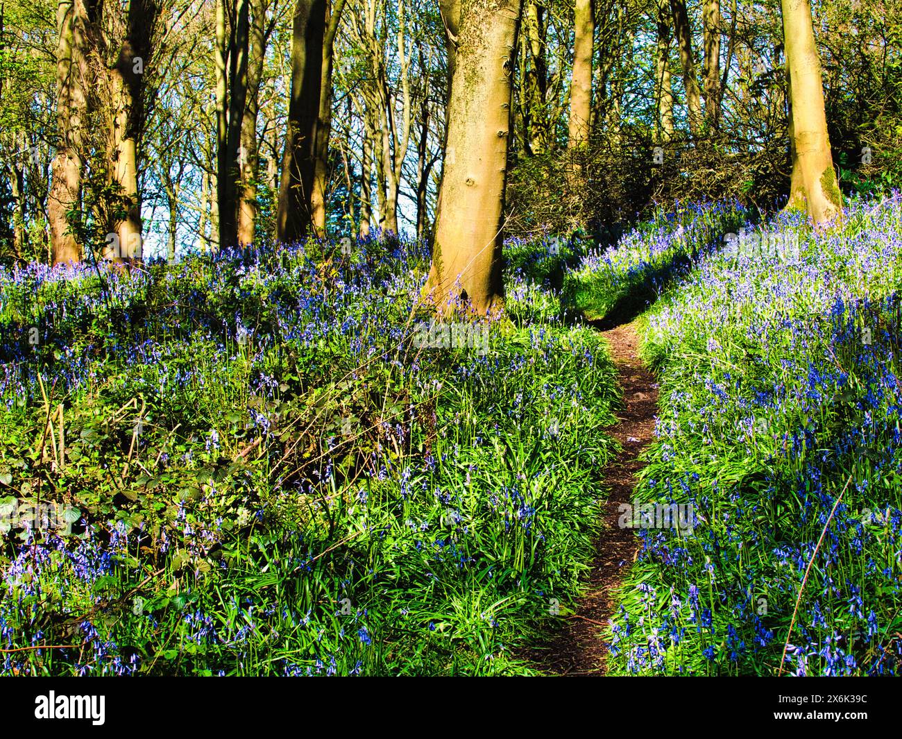 A Spring woodland with Bluebells and a path Stock Photo - Alamy