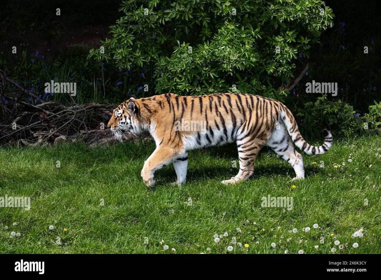 Single amur tiger in profile hi-res stock photography and images - Alamy