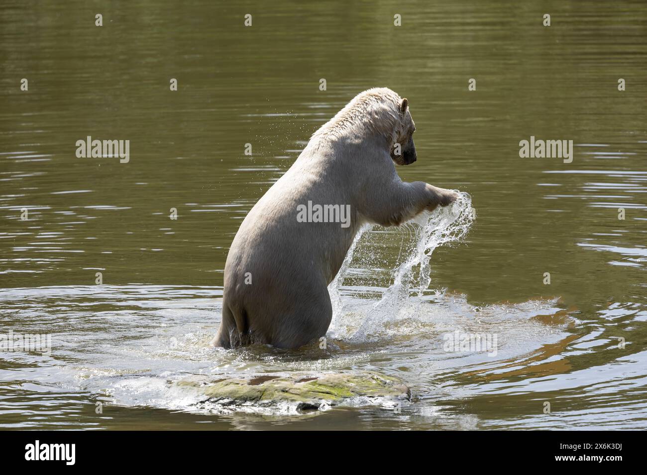 single Polar Bear Ursus maritimus (captive) playing in water at the ...