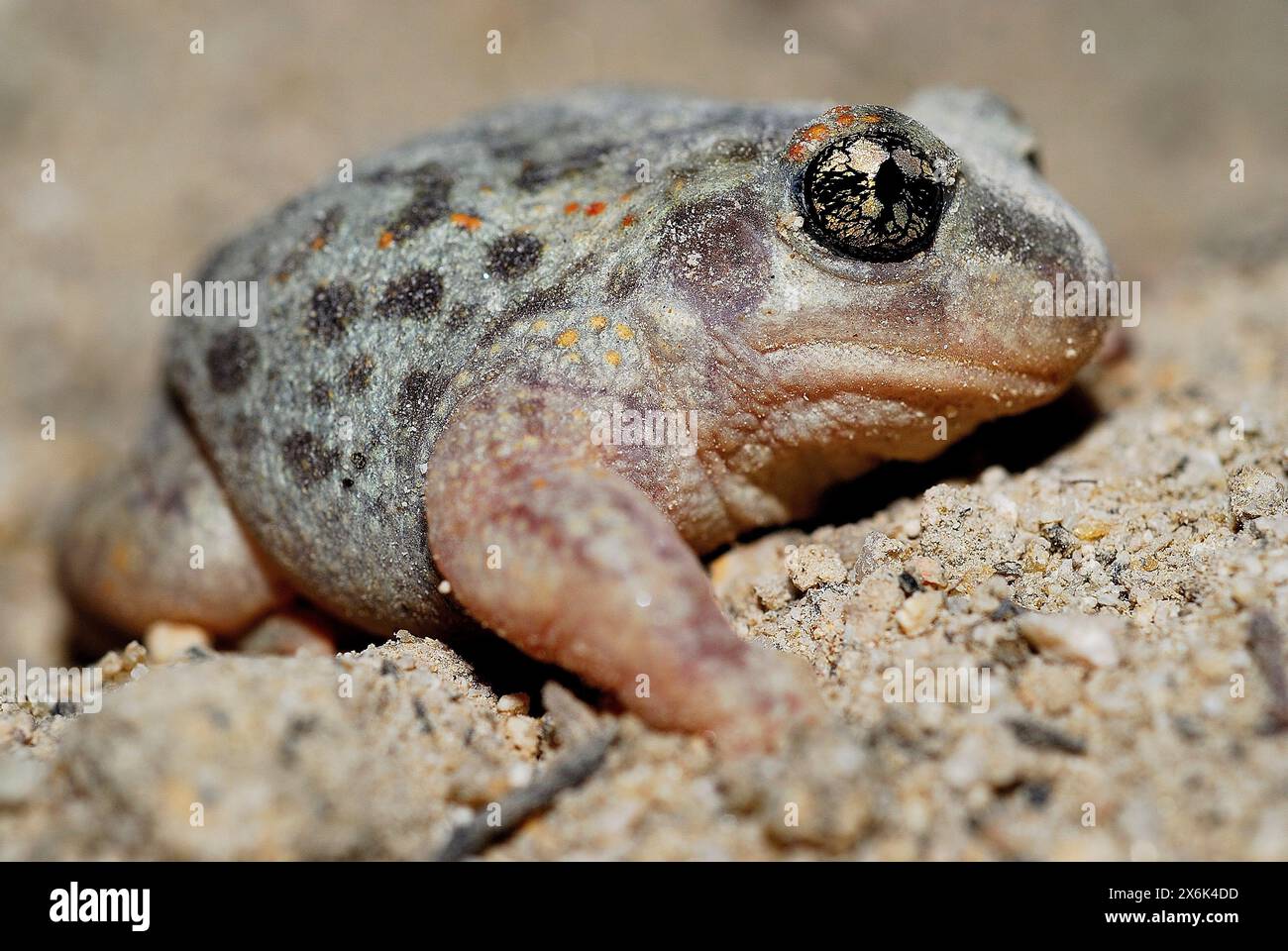 Midwife toad (Alytes cisternasii) in Valdemanco, Madrid, Spain Stock ...
