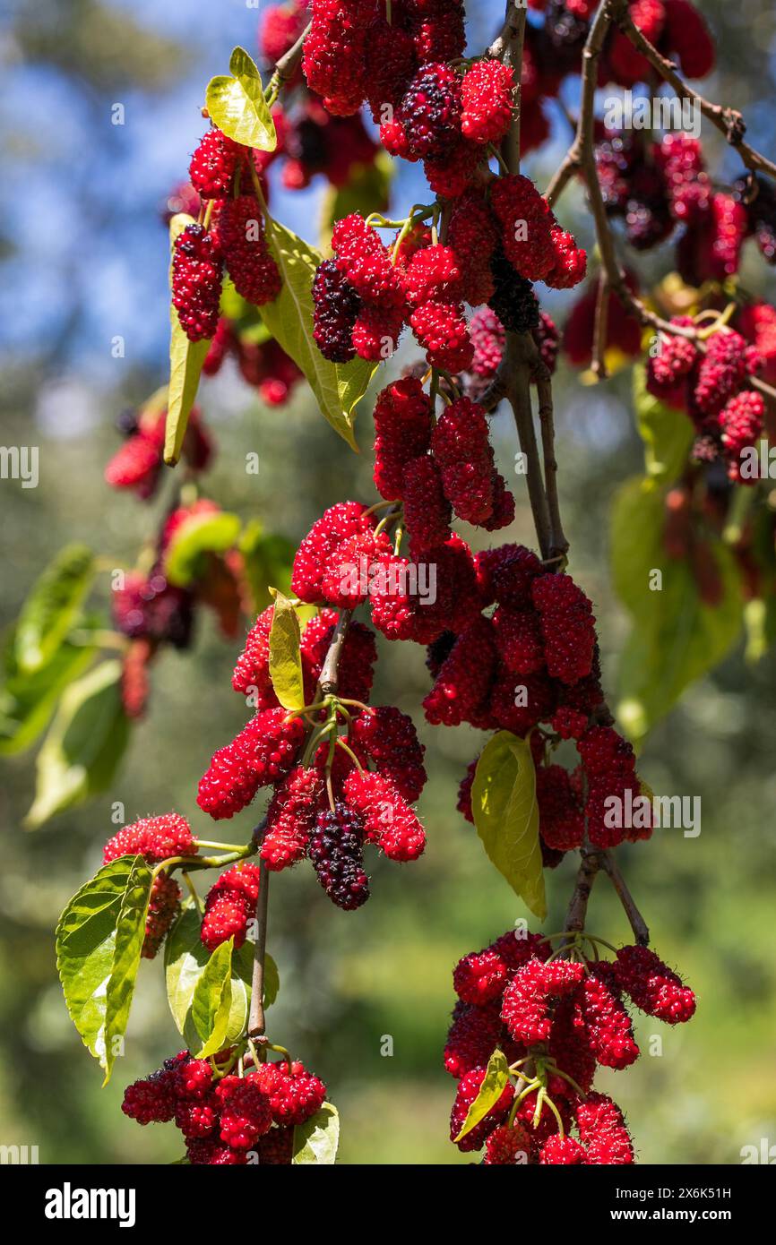 Mulberry tree turkey hi-res stock photography and images - Alamy