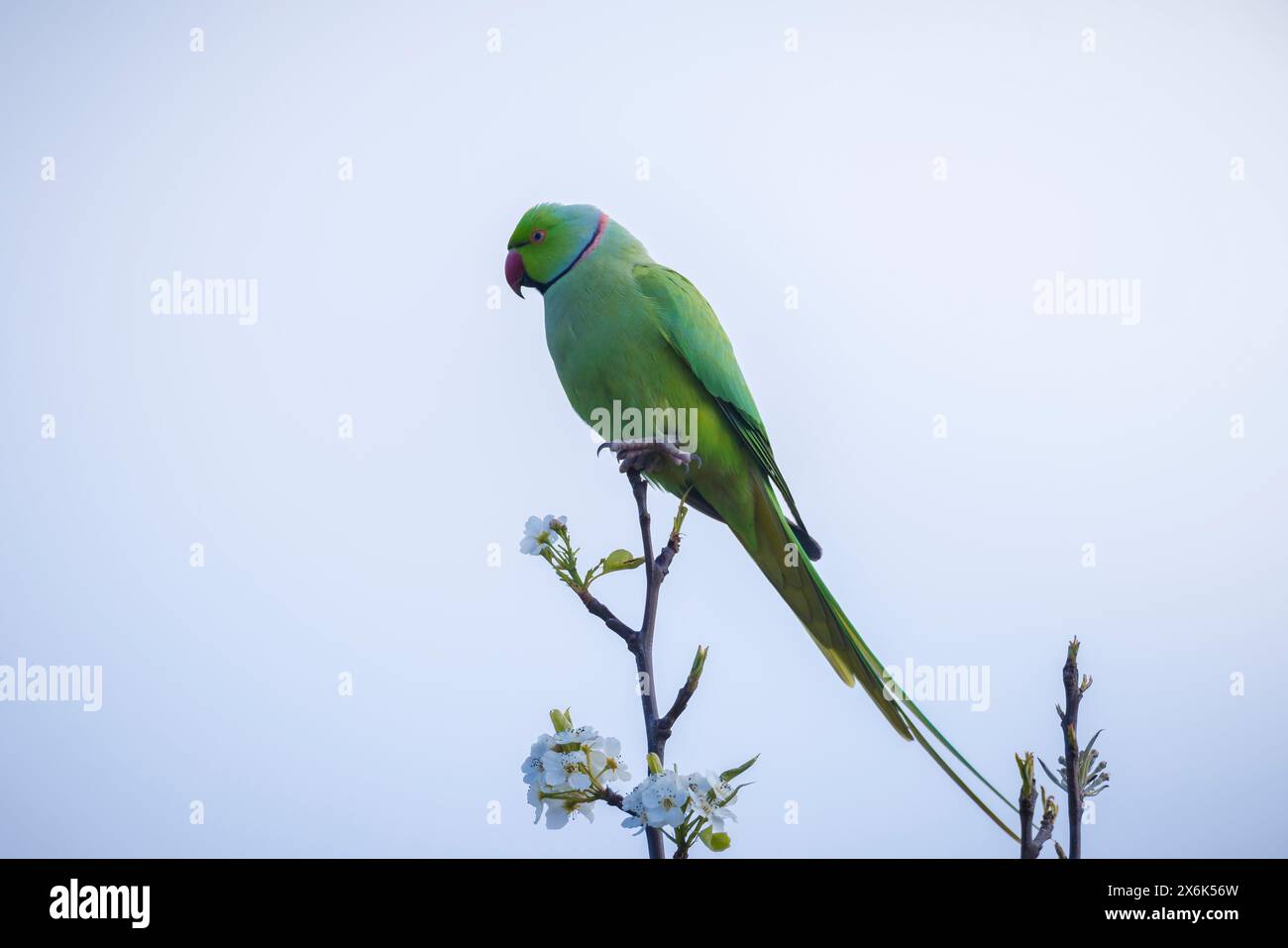 Closeup of a Rose-ringed parakeet, Psittacula krameri, also known as ...