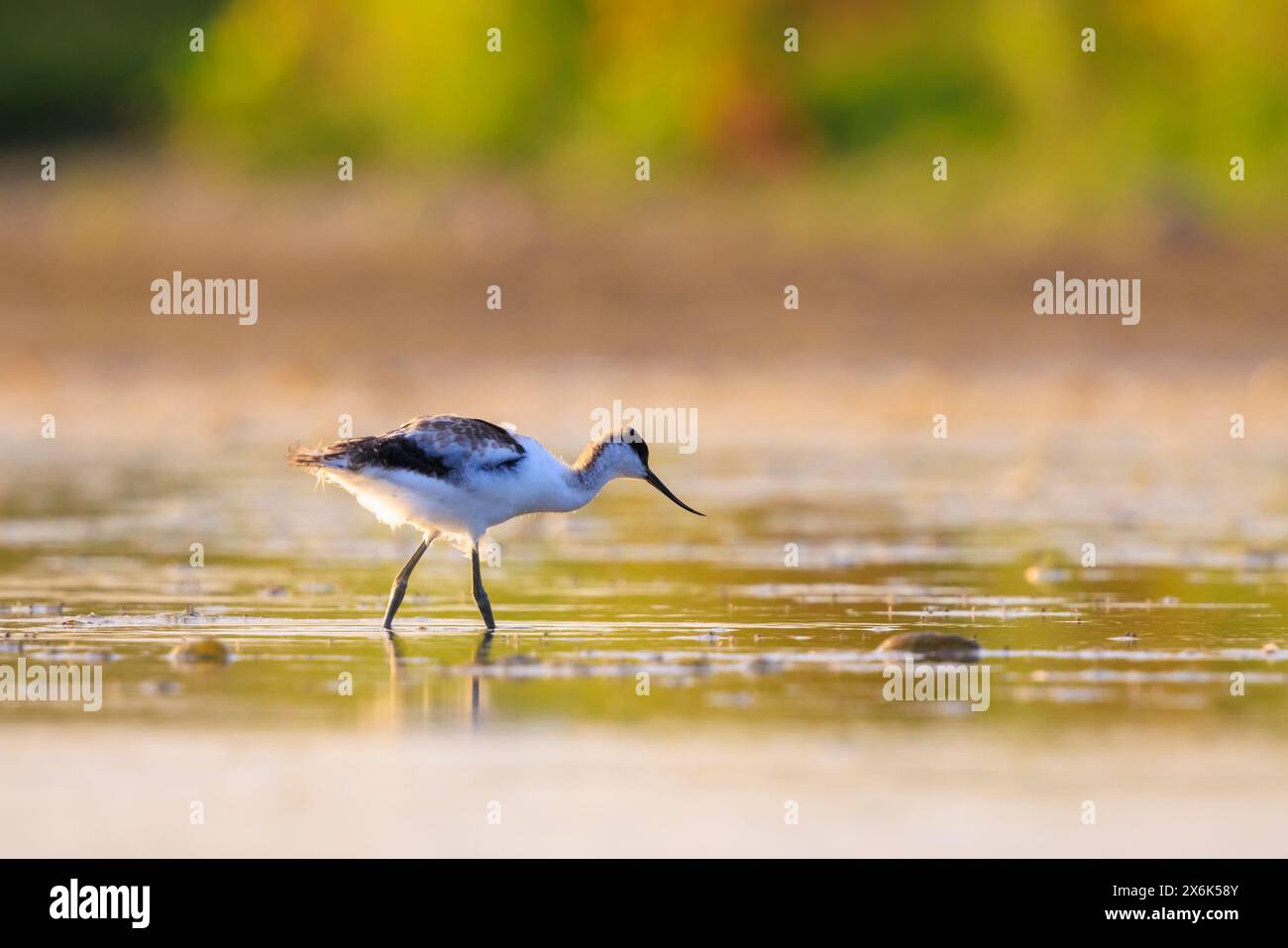 Pied Avocet Recurvirostra avosetta wader bird immature foraging in ...