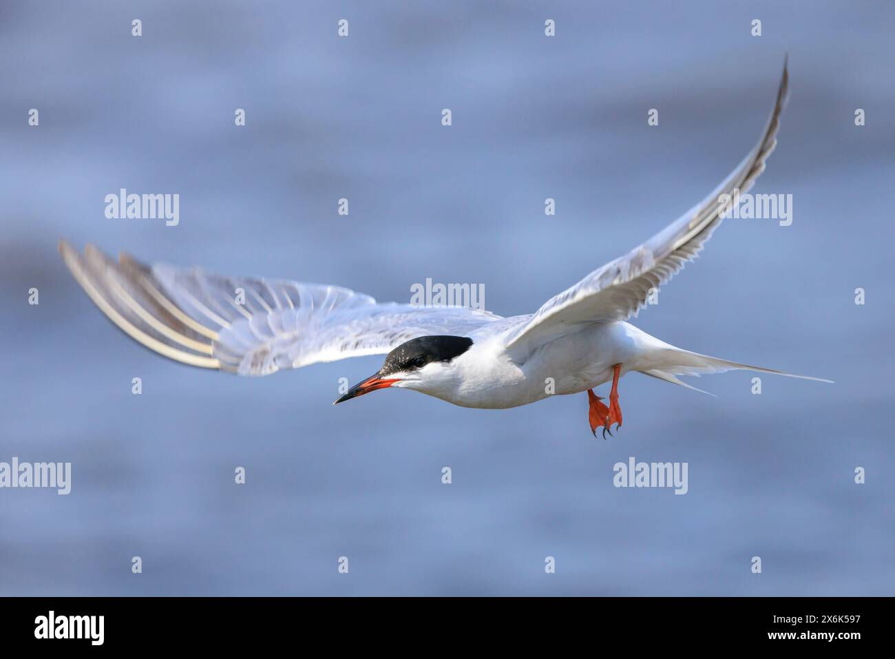 Common Tern, Sterna hirundo, in-flight while hunting for fish Stock ...