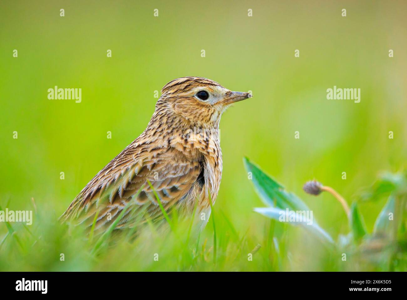 Eurasian skylark bird, Alauda arvensis, in a meadow walking in bright ...