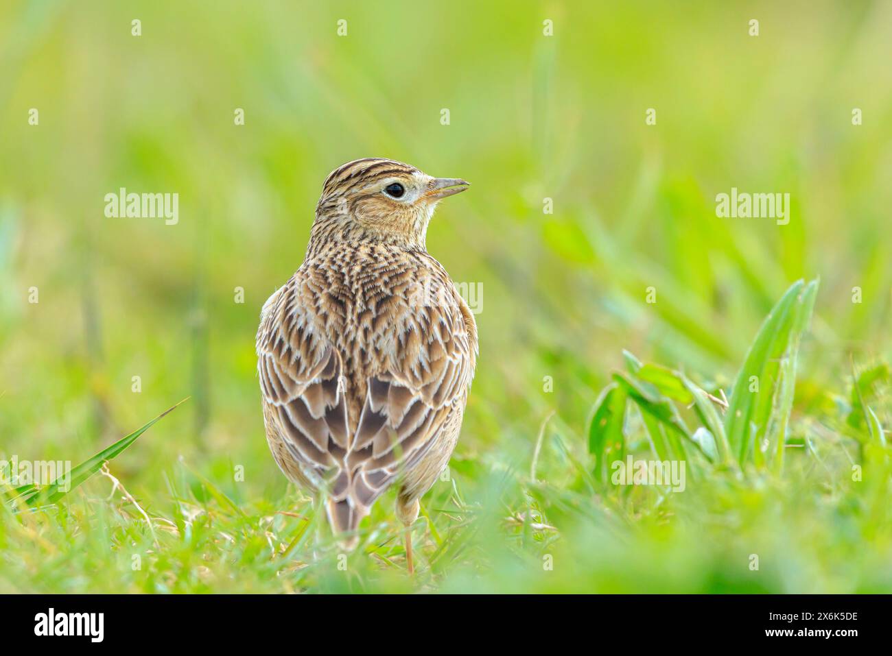 Eurasian skylark bird, Alauda arvensis, in a meadow walking in bright ...