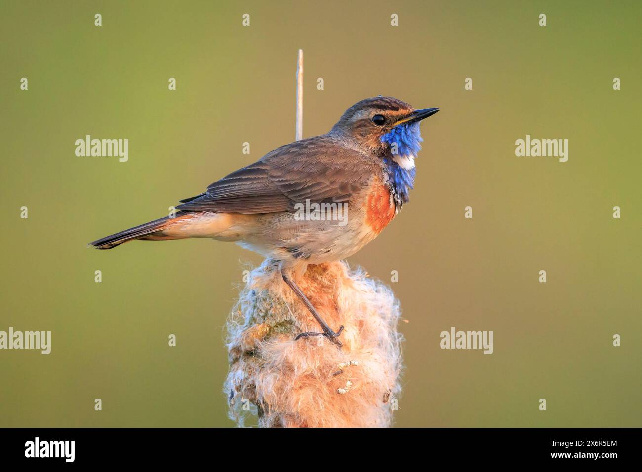 A blue-throat male bird Luscinia svecica cyanecula singing to attract a ...