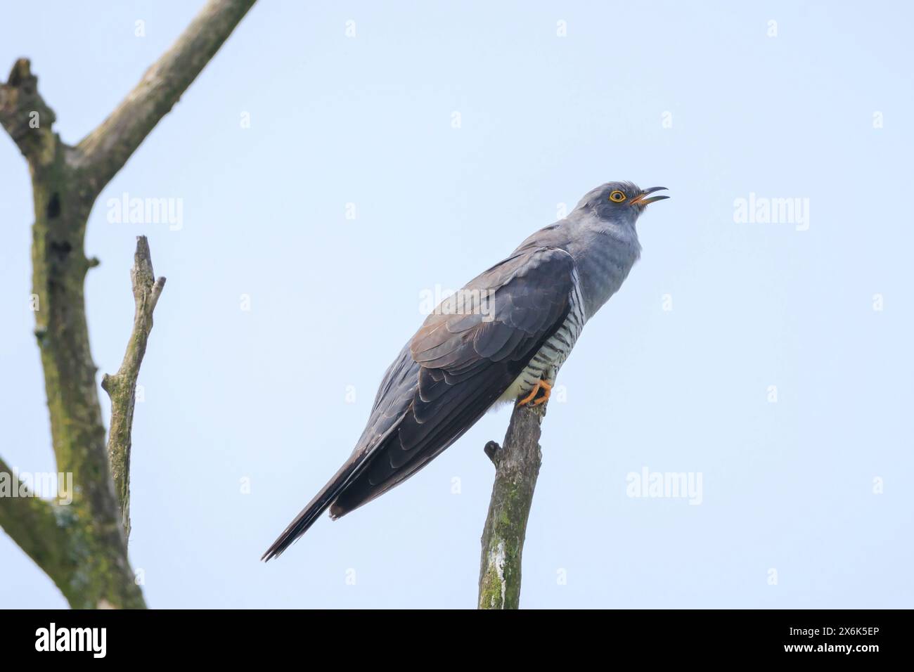 Common cuckoo bird, Cuculus canorus, resting and singing in a tree. It ...