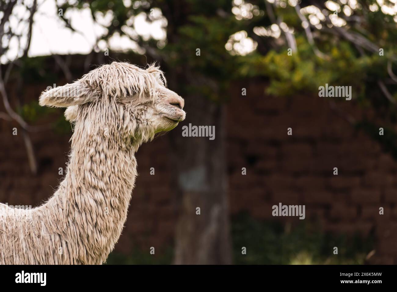 Portrait of white alpaca of in the Andes mountain range with a blue sky ...