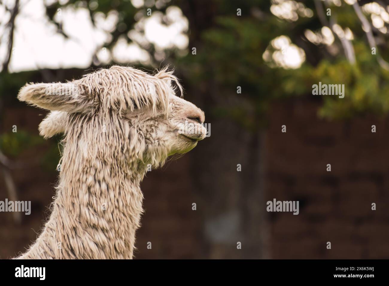 Portrait of white alpaca of in the Andes mountain range with a blue sky ...