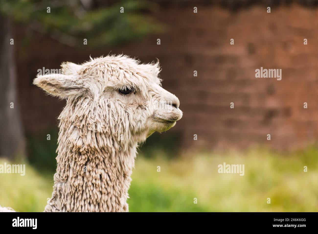 Portrait of white alpaca of in the Andes mountain range with a blue sky ...