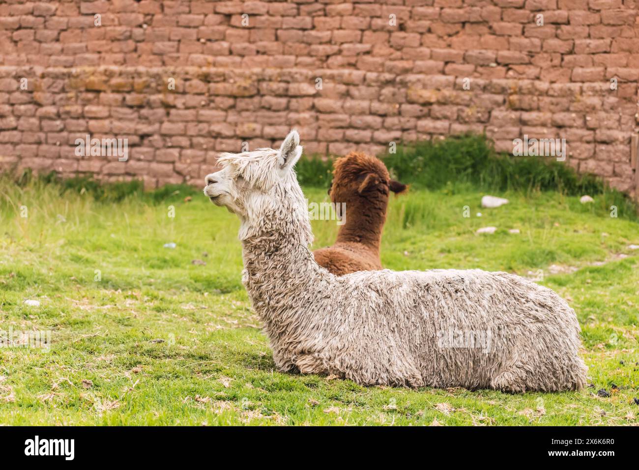 Camel sleeping hi-res stock photography and images - Alamy