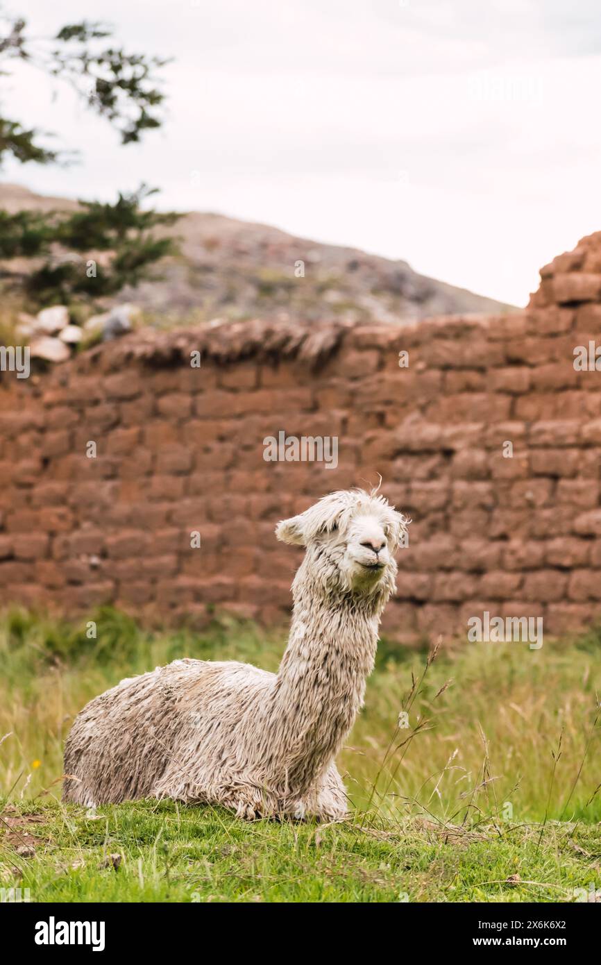 Alpaca sleeping in the green grass in the Andes mountain range with an ...