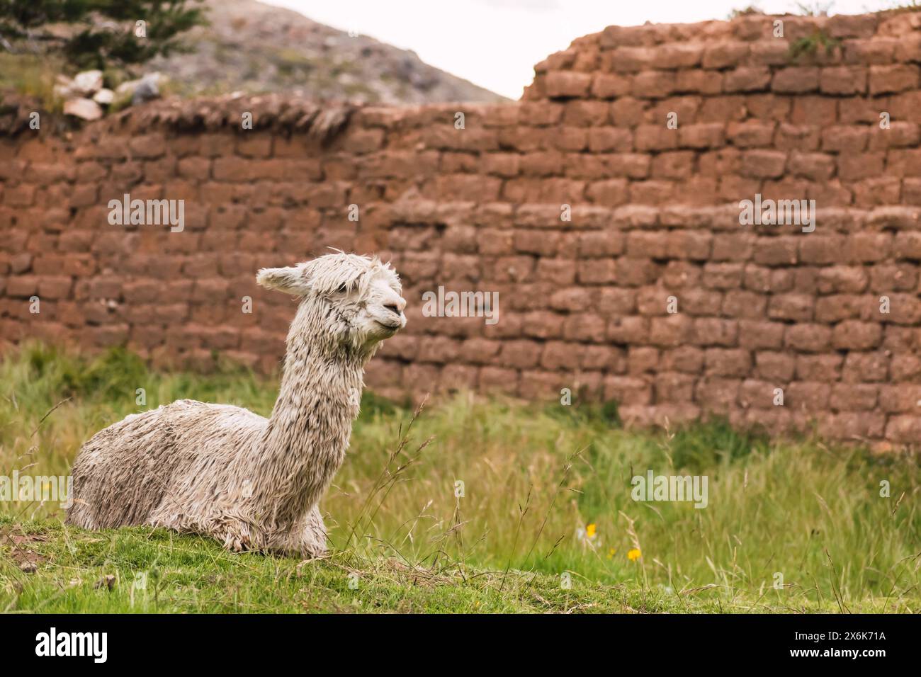 Alpaca sleeping in the green grass in the Andes mountain range with an ...