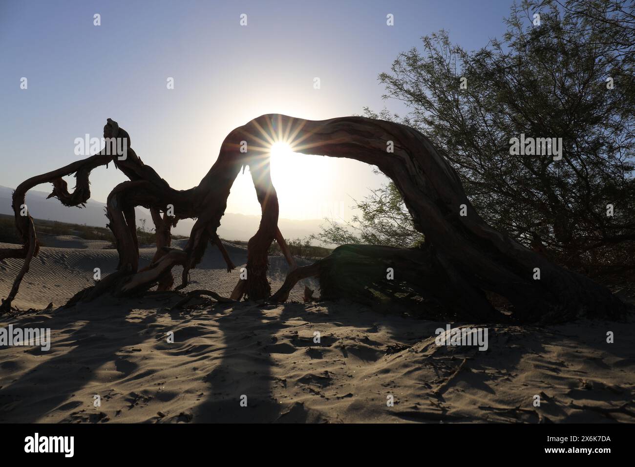 A sunburst shining under a twisted, fallen Mesquite tree trunk in the ...