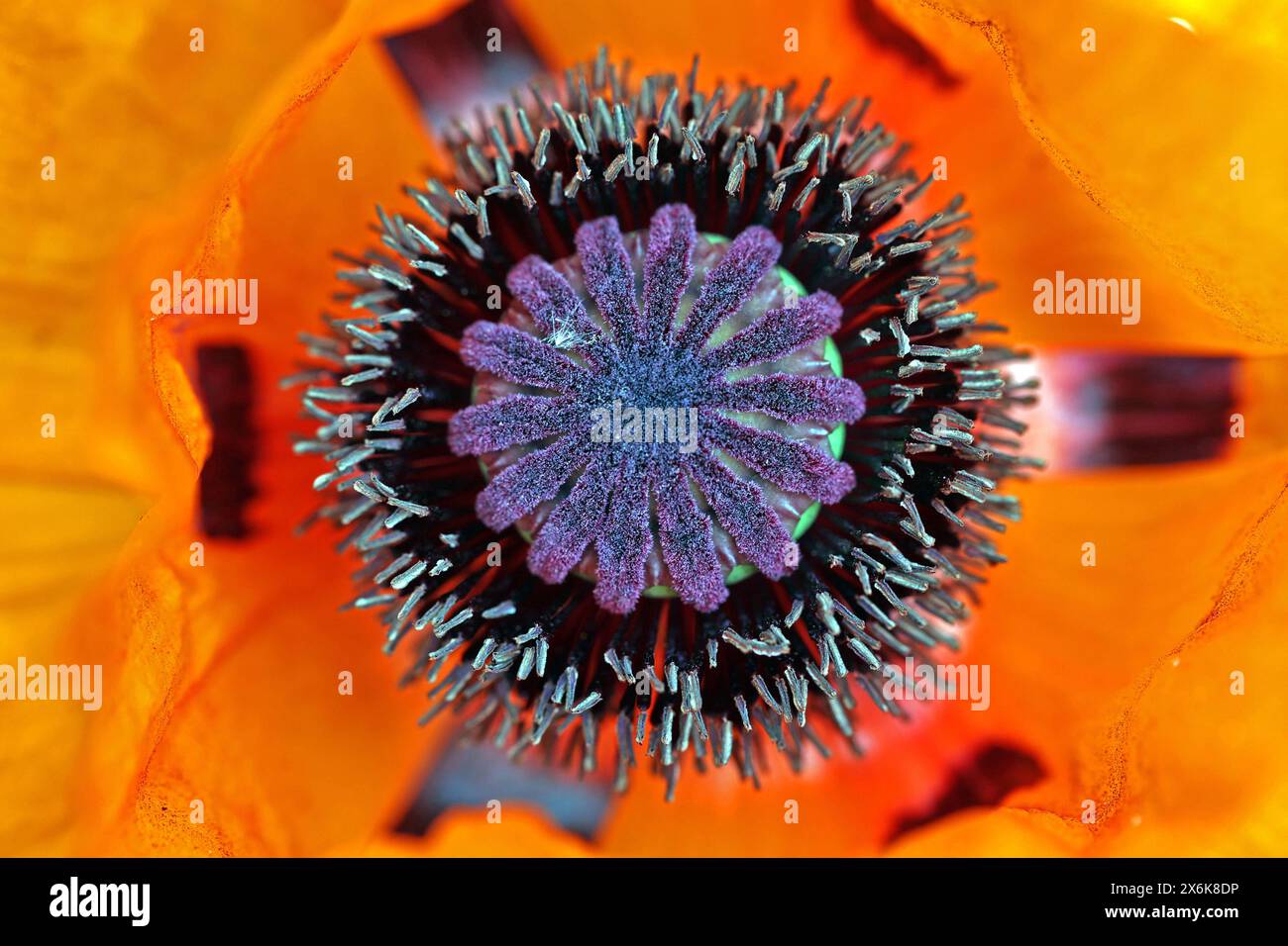 Botanik zentrum hi-res stock photography and images - Alamy