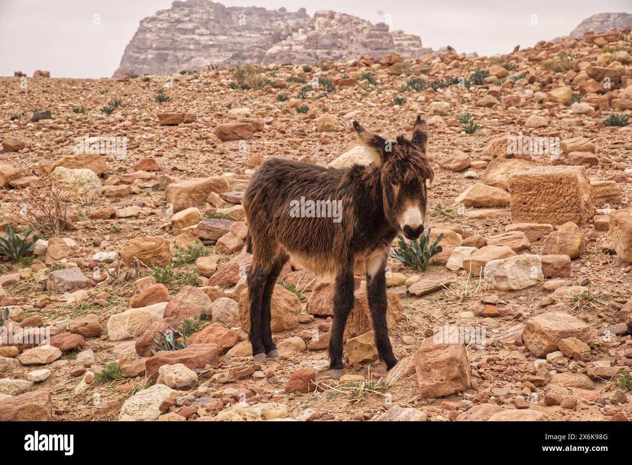 Donkey in Jordanian ancient city Petra in rocks Stock Photo - Alamy