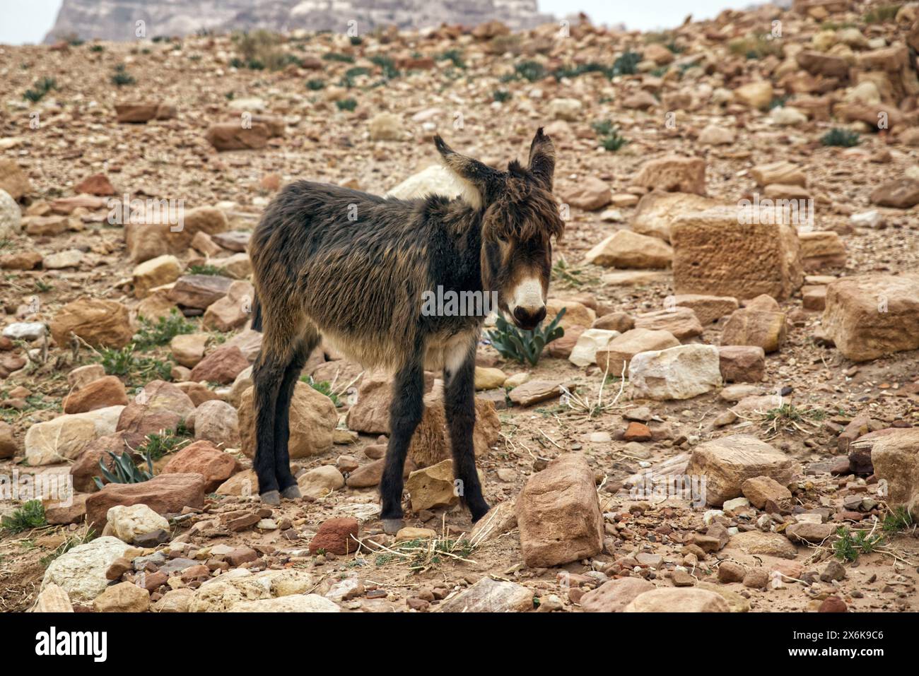 Donkey in ancient arab hi-res stock photography and images - Alamy