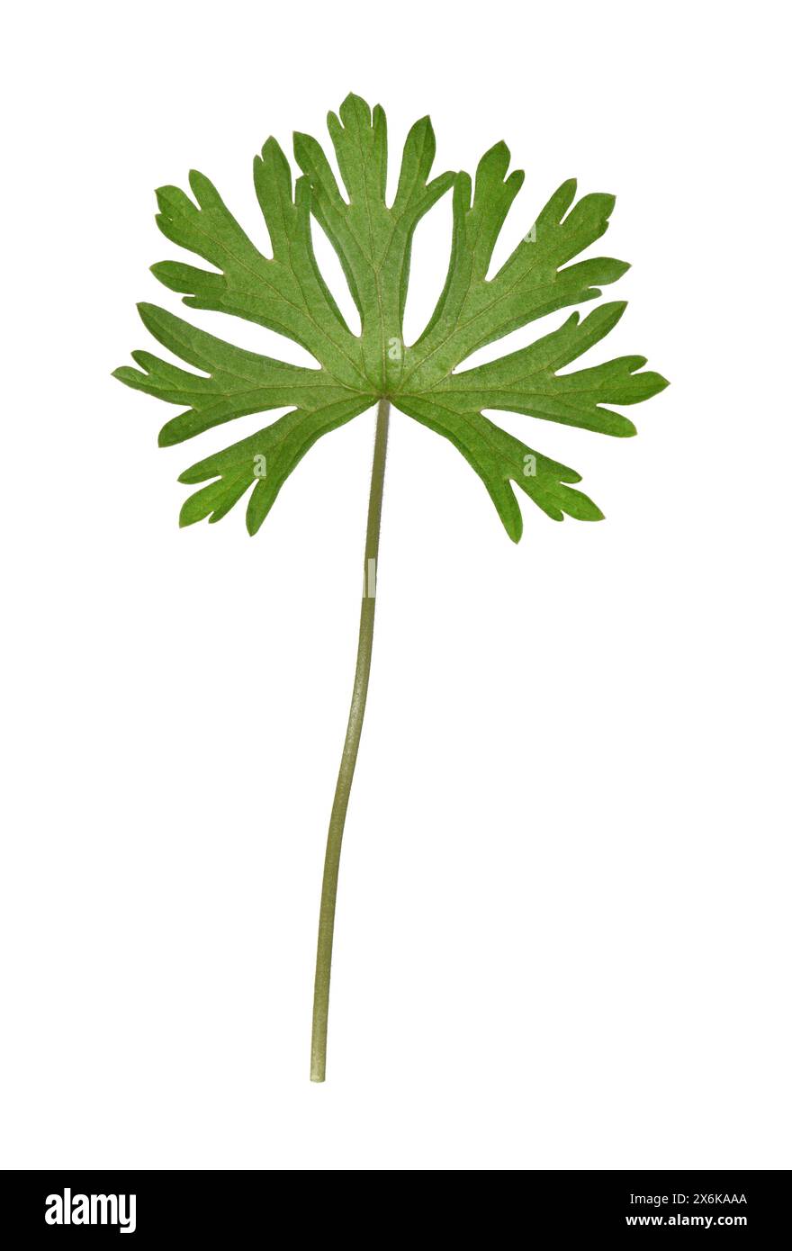 Cut-leaved Crane's-bill - Geranium dissectum Stock Photo - Alamy