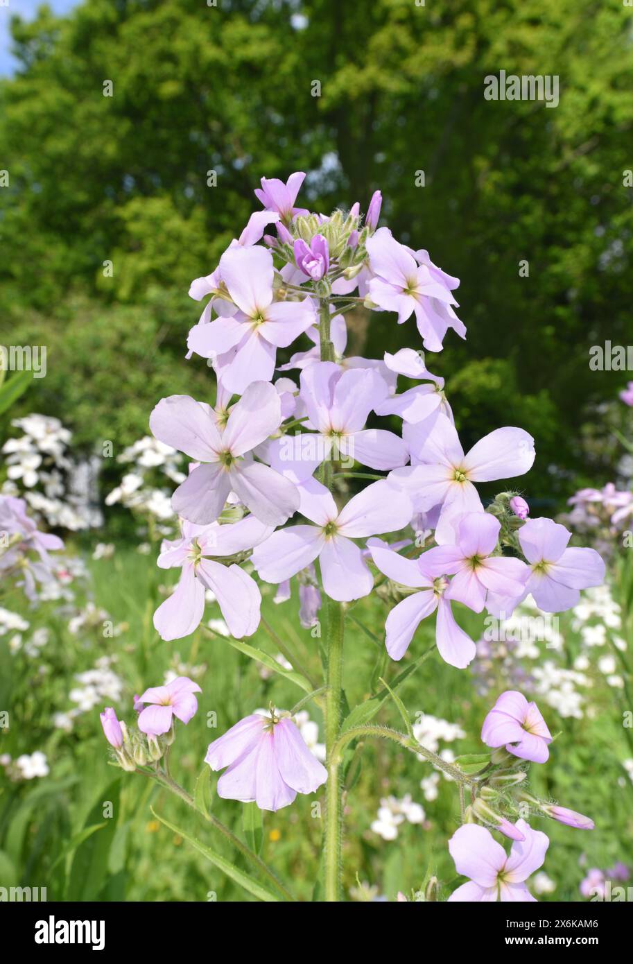 Dame's violet garden hi-res stock photography and images - Alamy