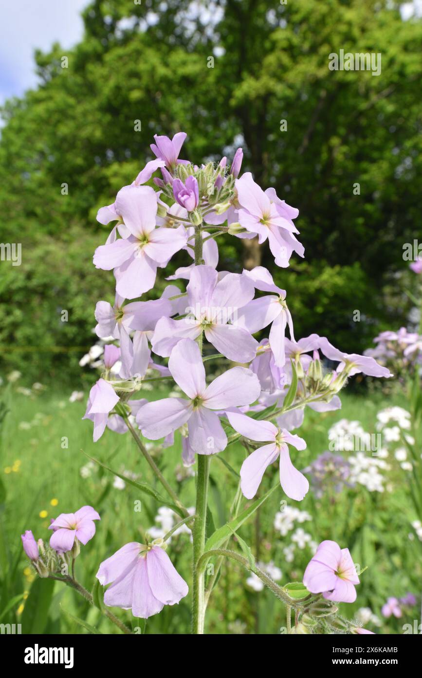 Dame's violet garden hi-res stock photography and images - Alamy