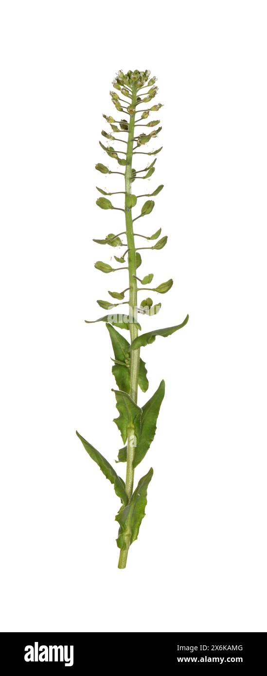 Field Pepperwort - Lepidium campestre Stock Photo - Alamy