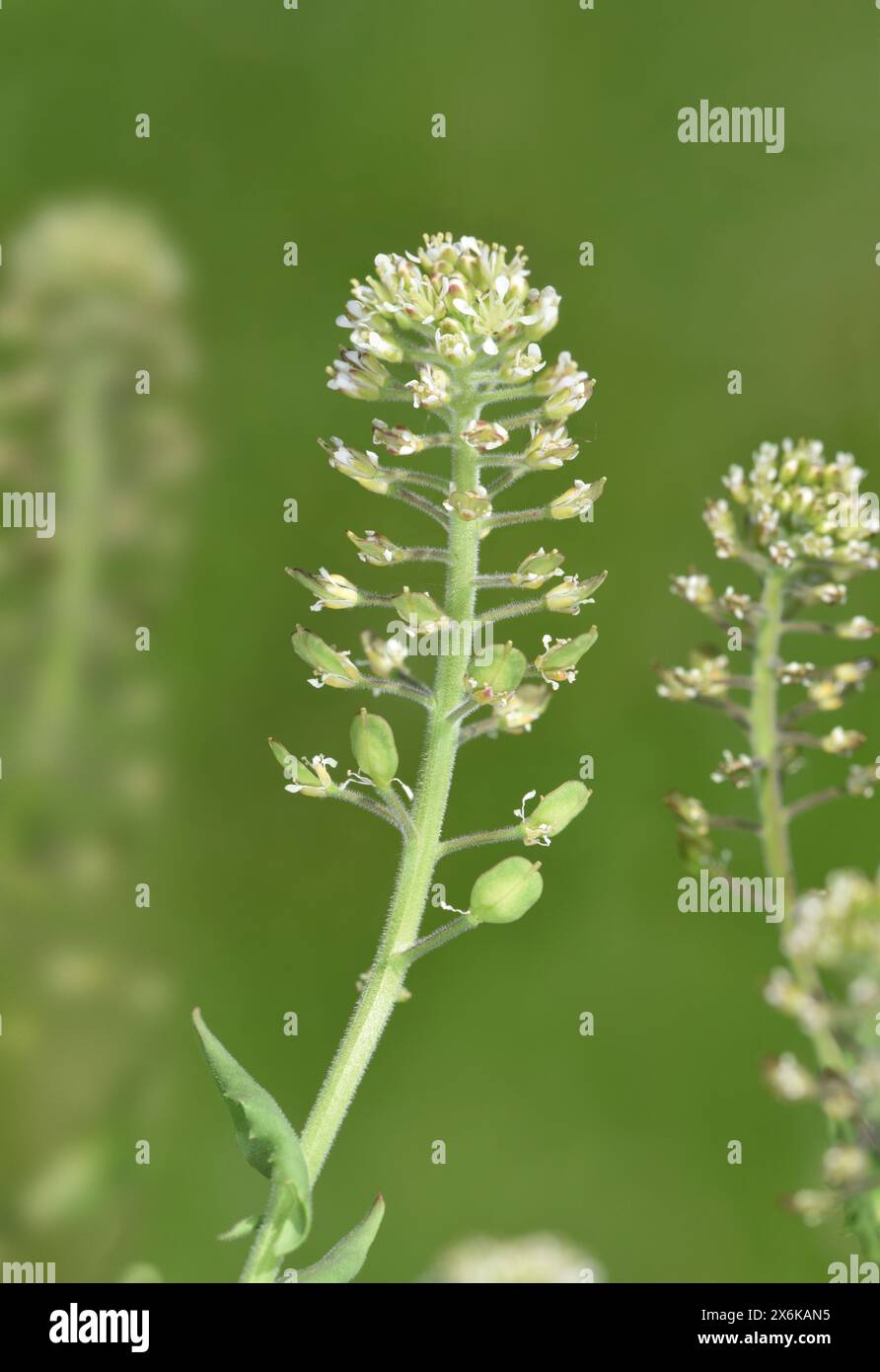 Field Pepperwort - Lepidium campestre Stock Photo - Alamy