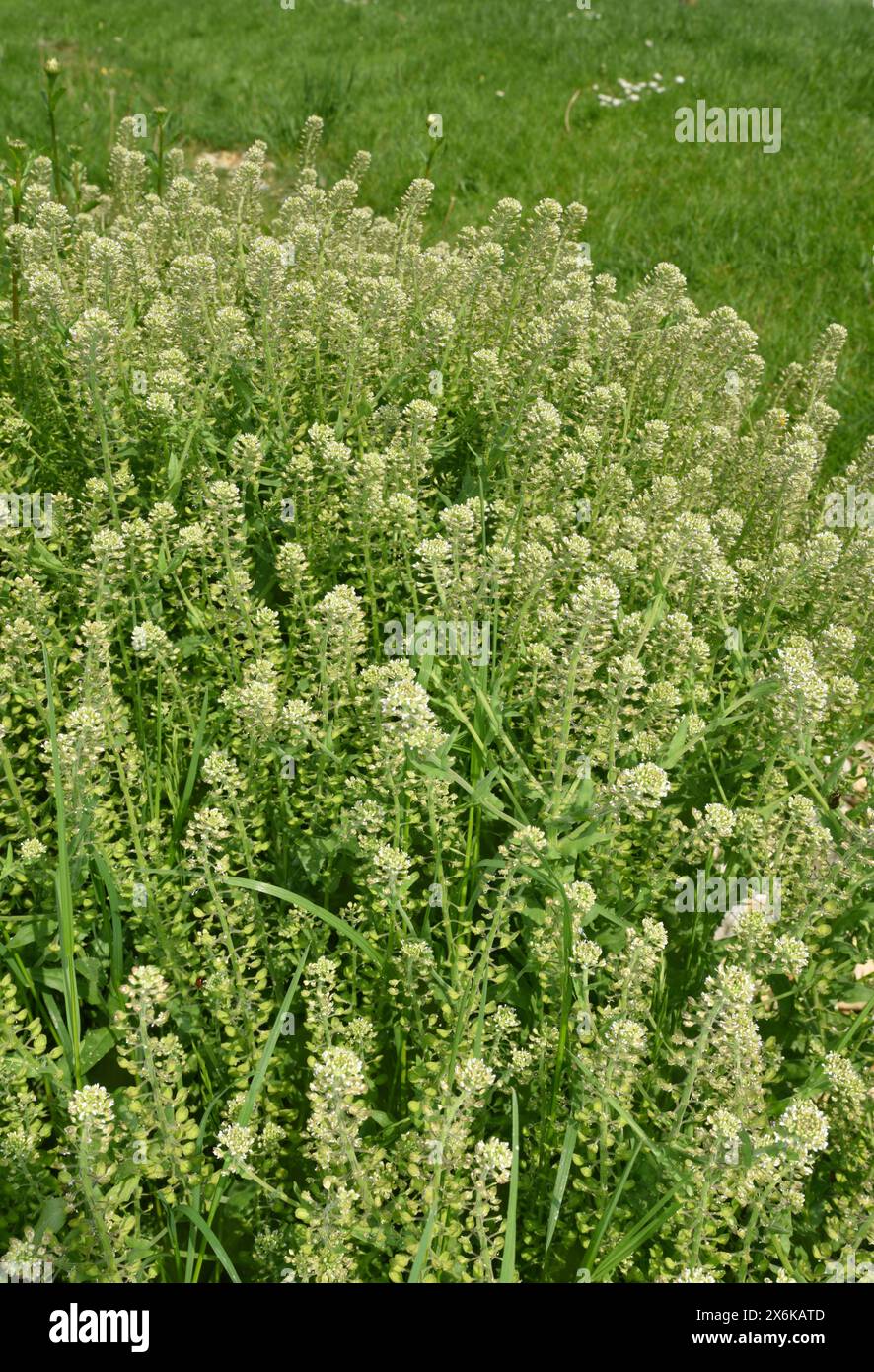 Field pepperwort lepidium campestre hi-res stock photography and images ...