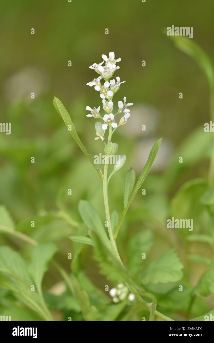 Garden Cress - Lepidium sativum Stock Photo - Alamy