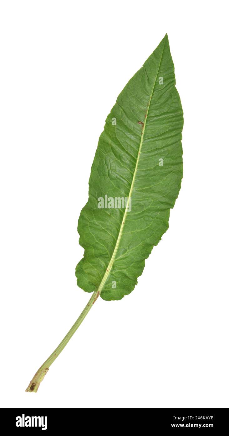 Greek Dock - Rumex cristatus Stock Photo - Alamy