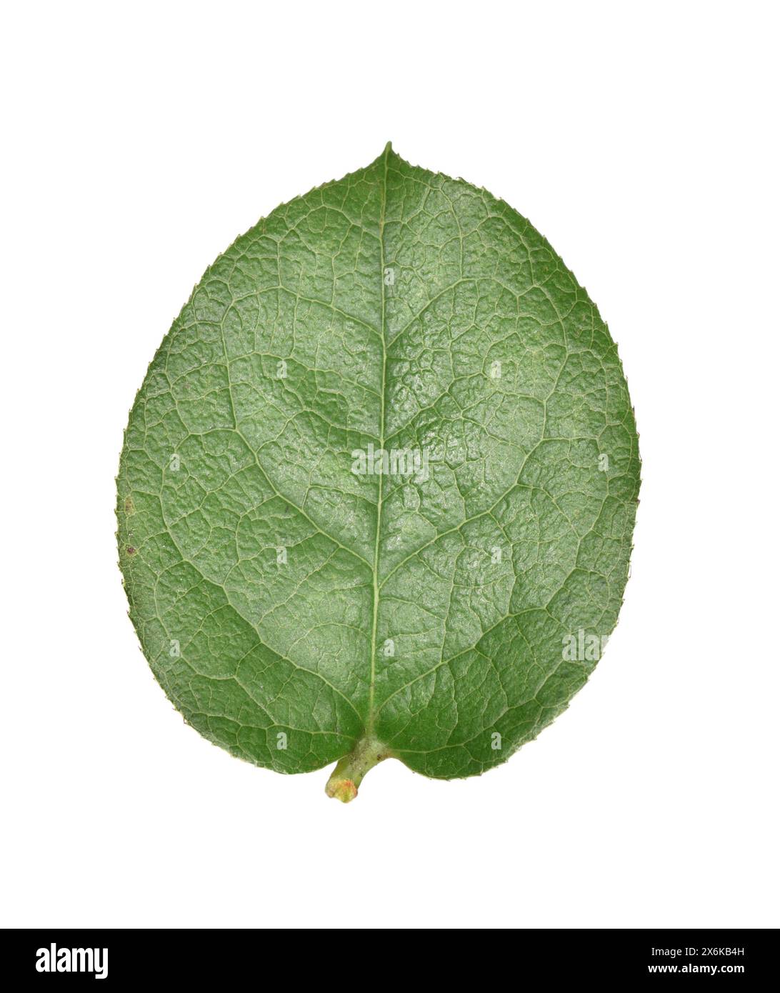 Gaultheria shallon Cut Out Stock Images & Pictures - Alamy