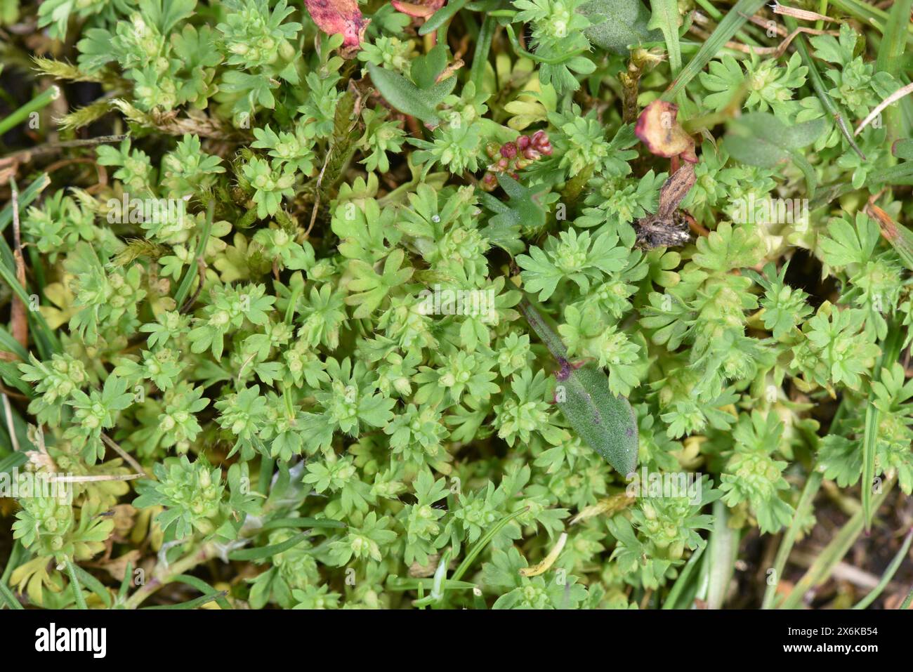Parsley piert hi-res stock photography and images - Alamy