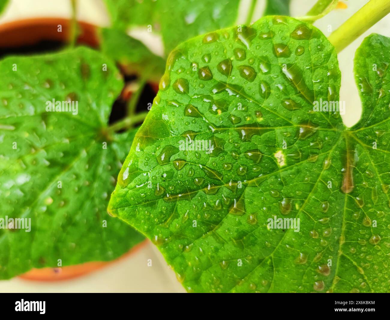 preventive spraying of cucumber seedling leaves with potassium ...