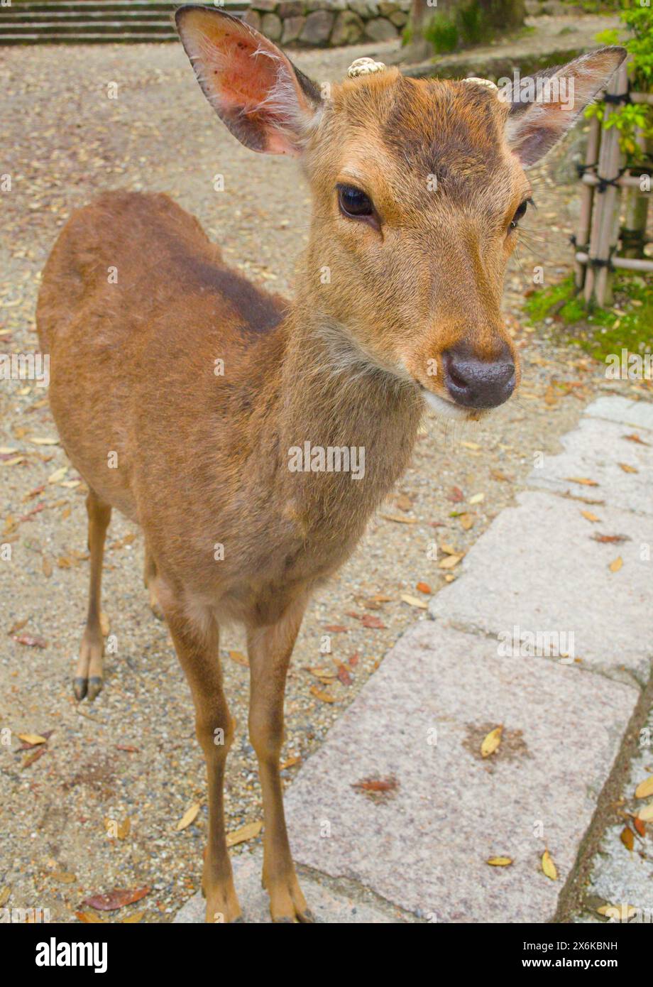 Japan, Nara, Nara Park, deer, sika deer Stock Photo - Alamy