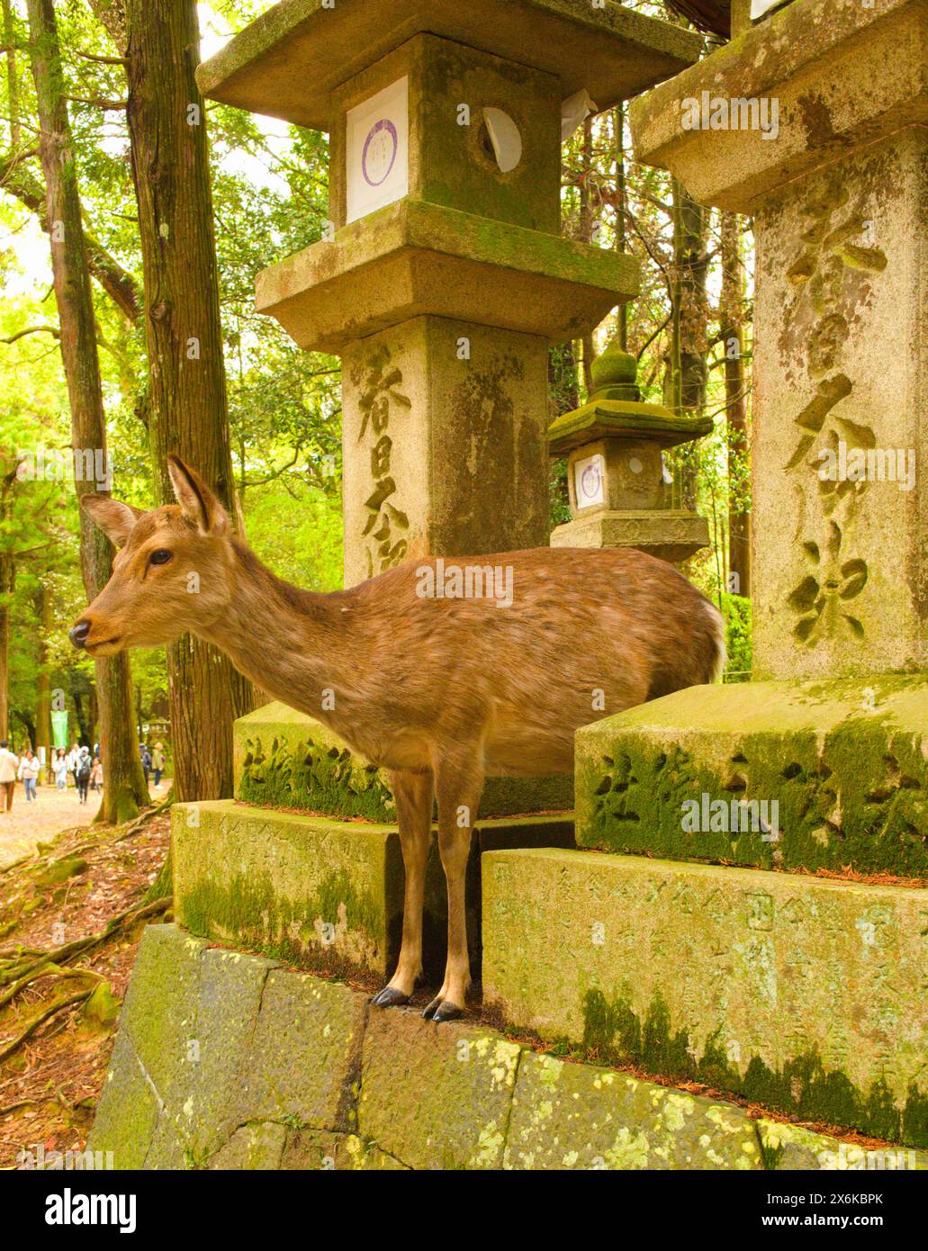 Japan sika deer wildlife hi-res stock photography and images - Alamy